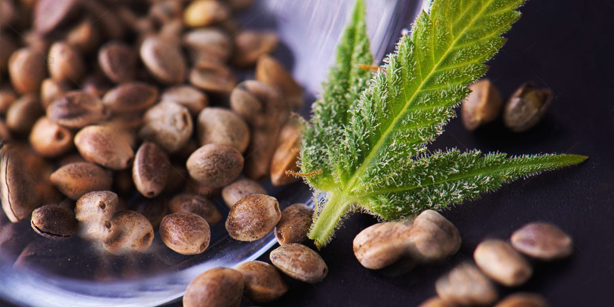 Guide to How To Grow Cannabis Seeds - For Beginners - casa-reborn